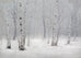 Winter Birch – r2backdrops